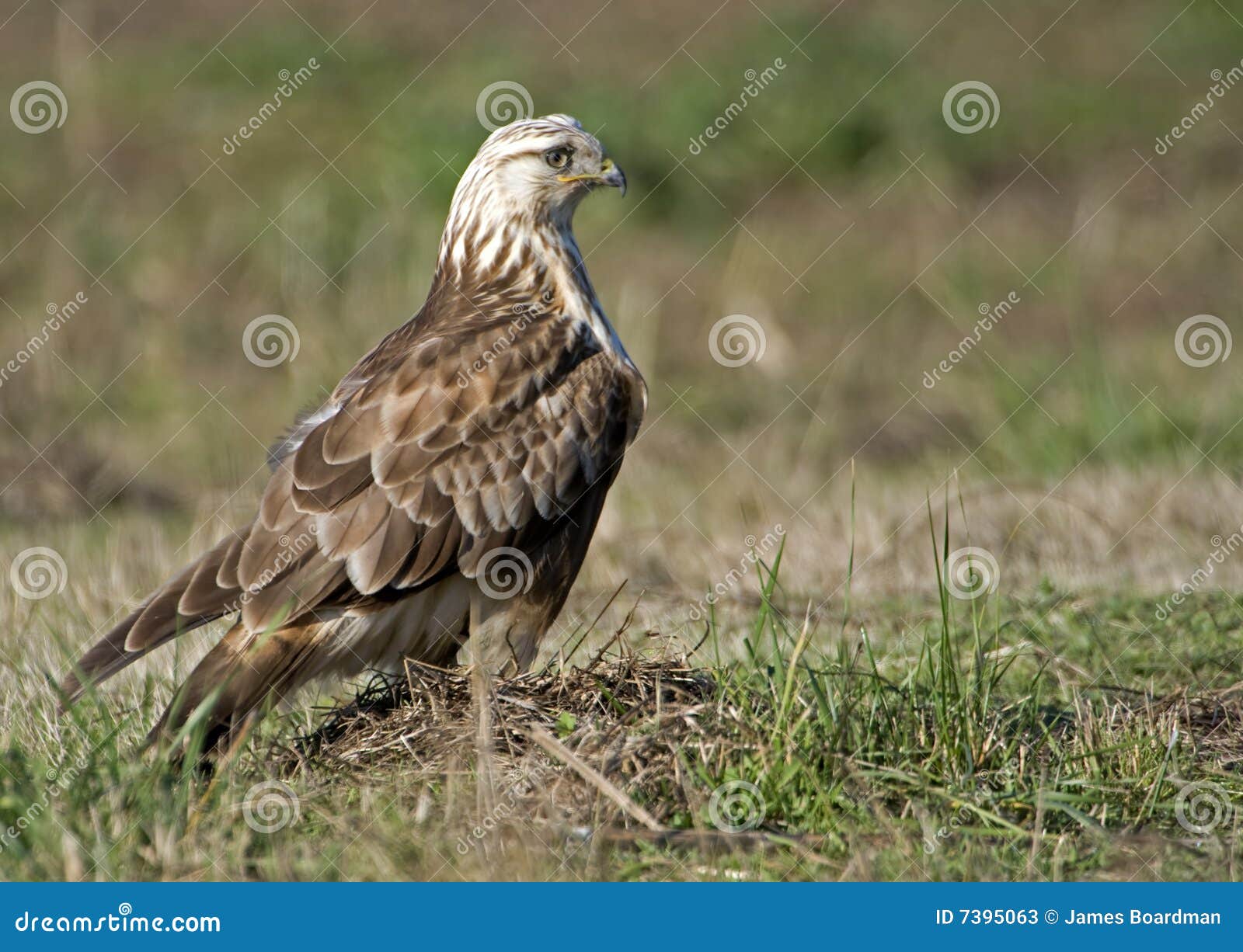 Adult Rough legged hawk stock image. Image of flight, hawk - 7395063