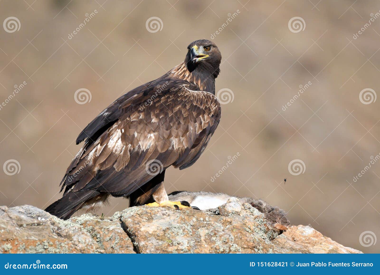 An adult royal eagle stock image. Image of buzzard, field - 151628421