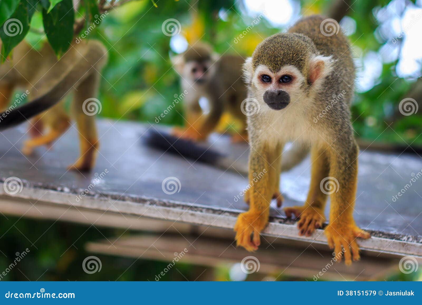 Adult Saimiri monkey. stock image. Image of furry, rica - 38151579