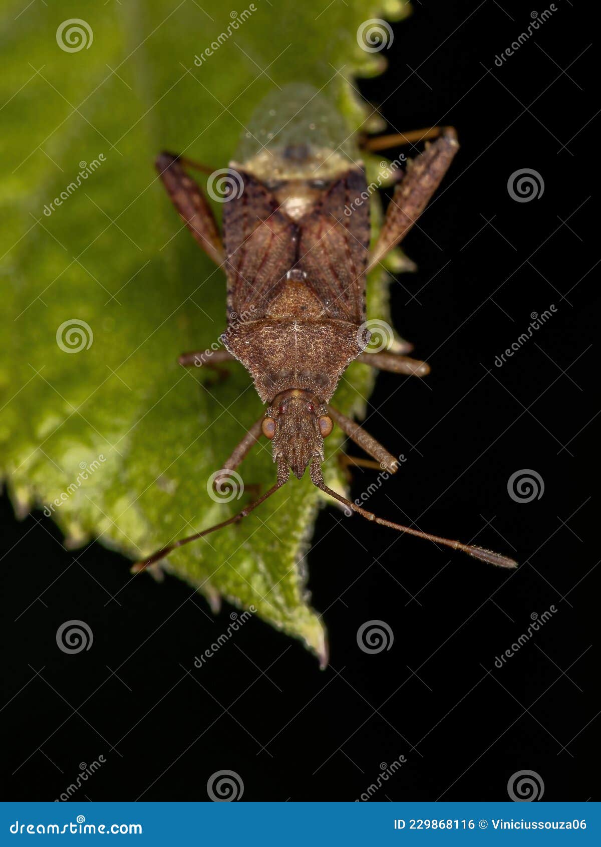 Adult Scentless Plant Bug stock photo. Image of insecta - 229868116