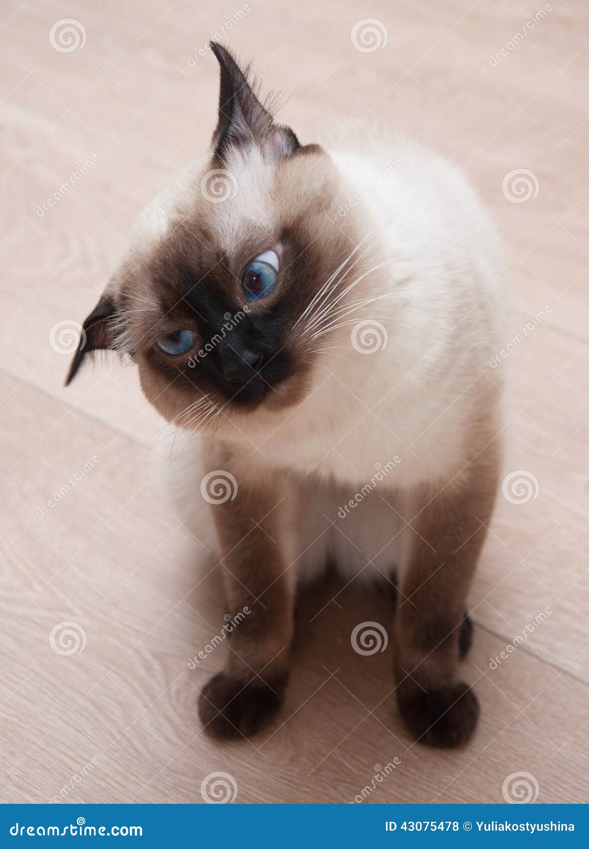 Adult Seal-point Cat with Blue Eyes Stock Photo - Image of sitting ...