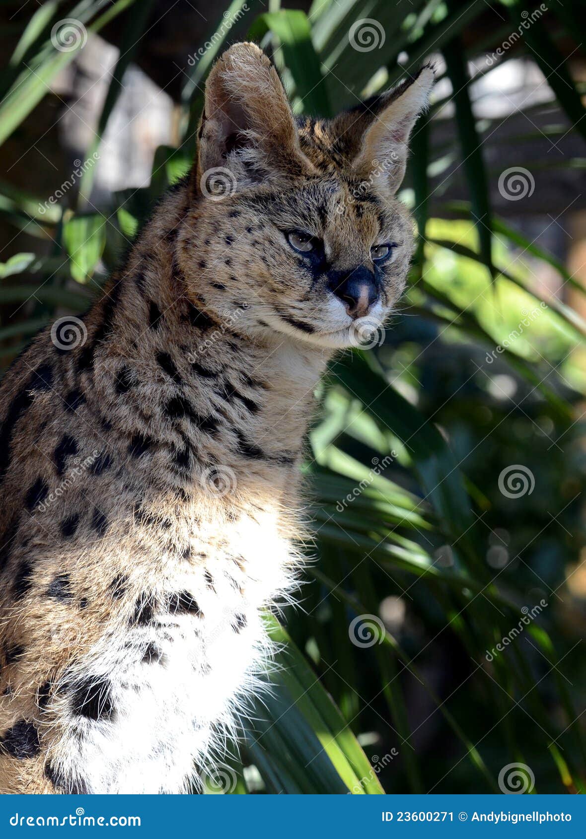 Adult Serval Close-up stock image. Image of species, mammal - 23600271
