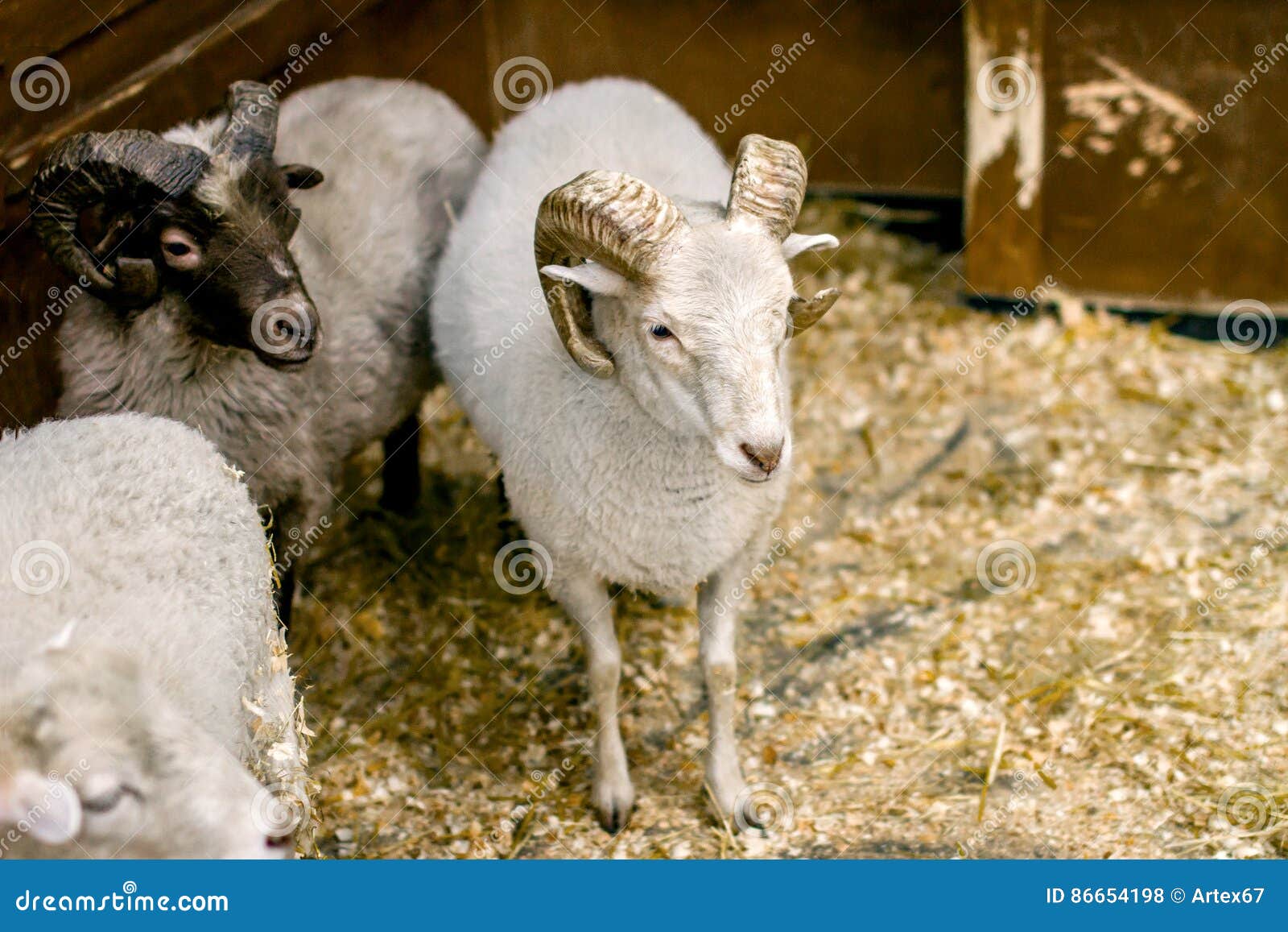 Adult Sheep Horns Looking You Stock Photos - Free & Royalty-Free Stock ...