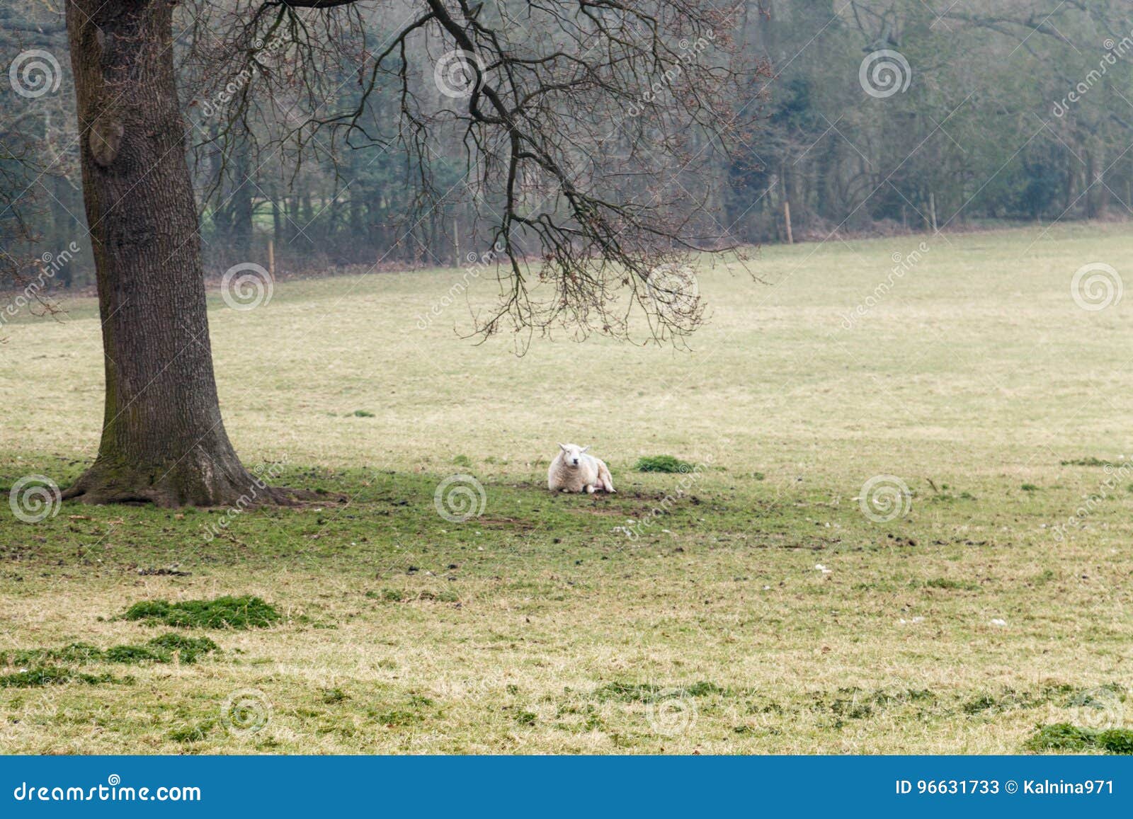 Adult Sheep Resting Under a Tree in a Field of Grass Stock Image ...