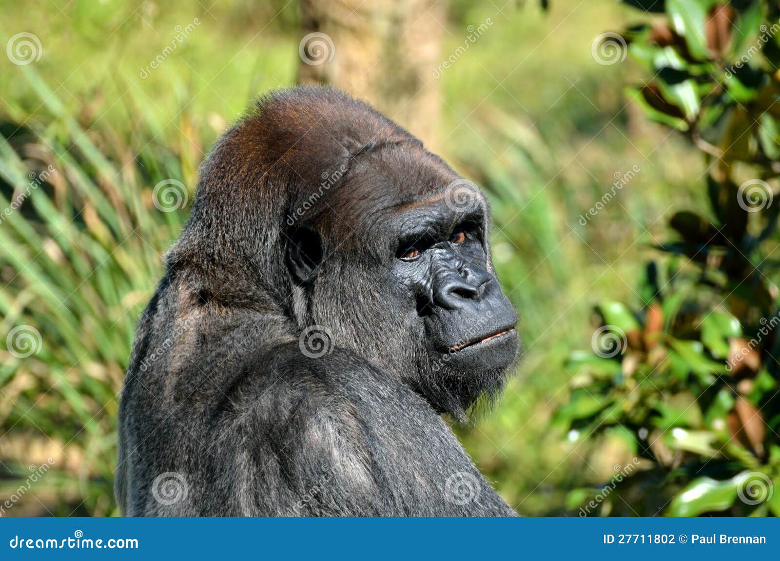 Adult silverback gorilla stock photo. Image of foliage - 27711802
