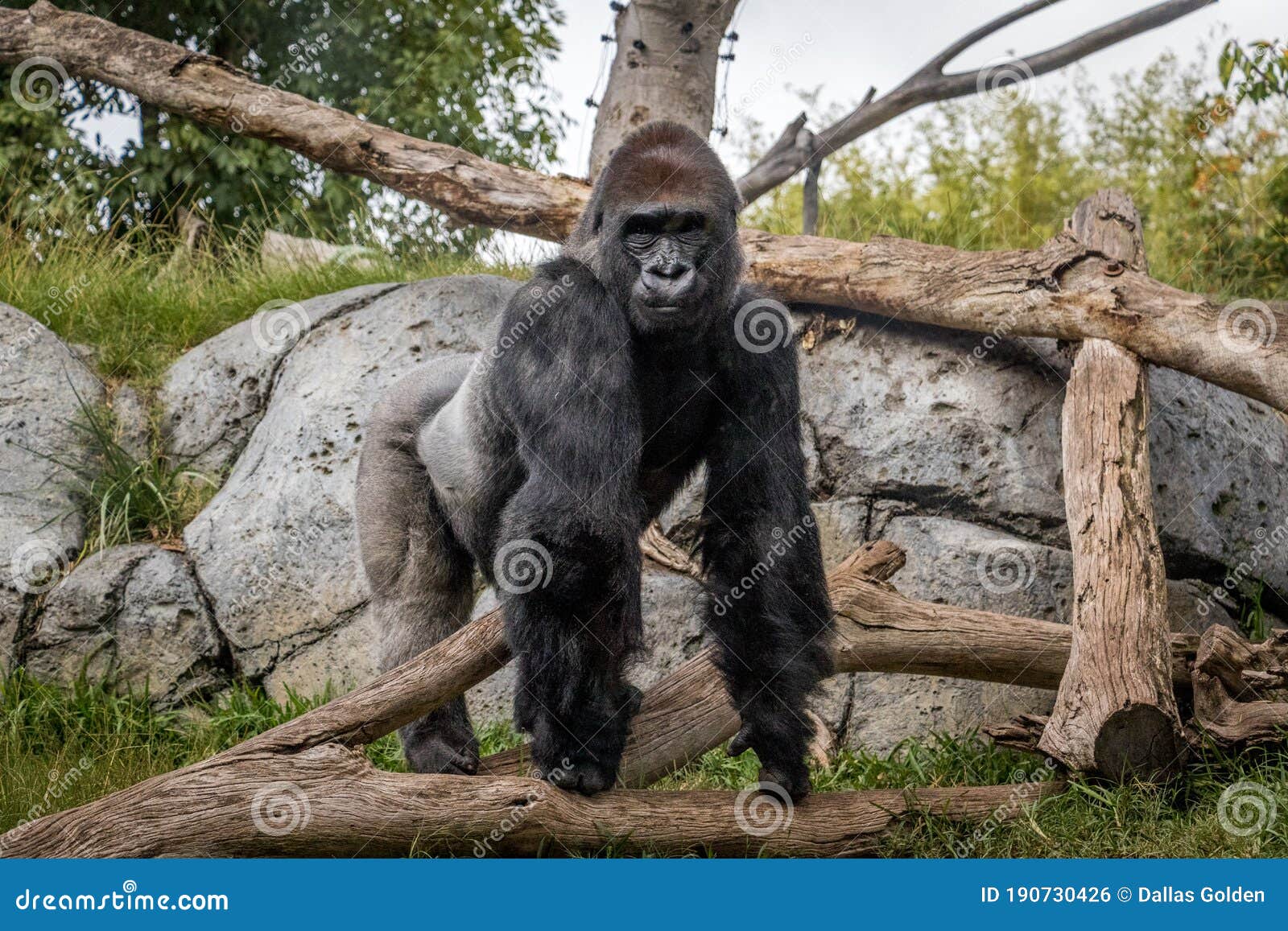 Adult Silverback Gorilla Looking at the Camera Stock Photo - Image of ...