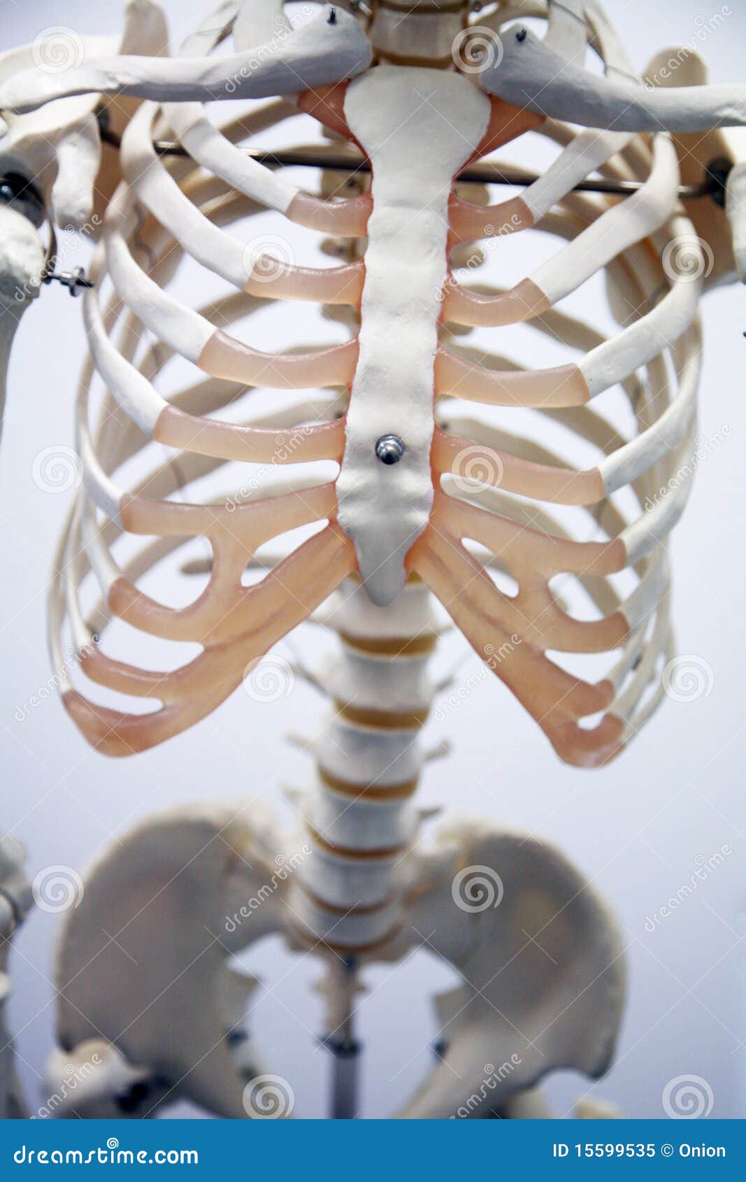 Adult skeleton stock image. Image of skeletal, bones - 15599535