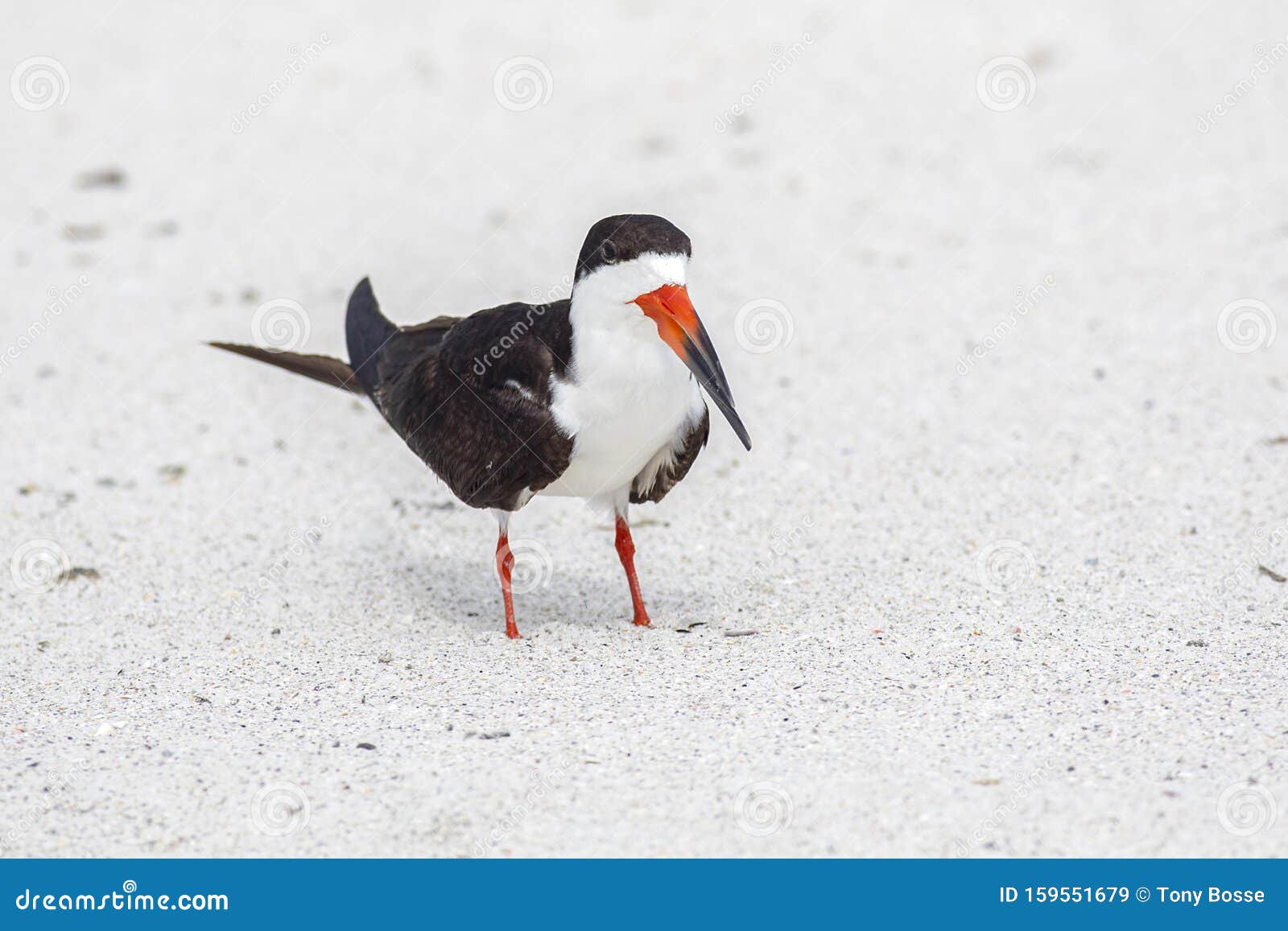 Adult Skimmer on the Beach stock image. Image of bill - 159551679