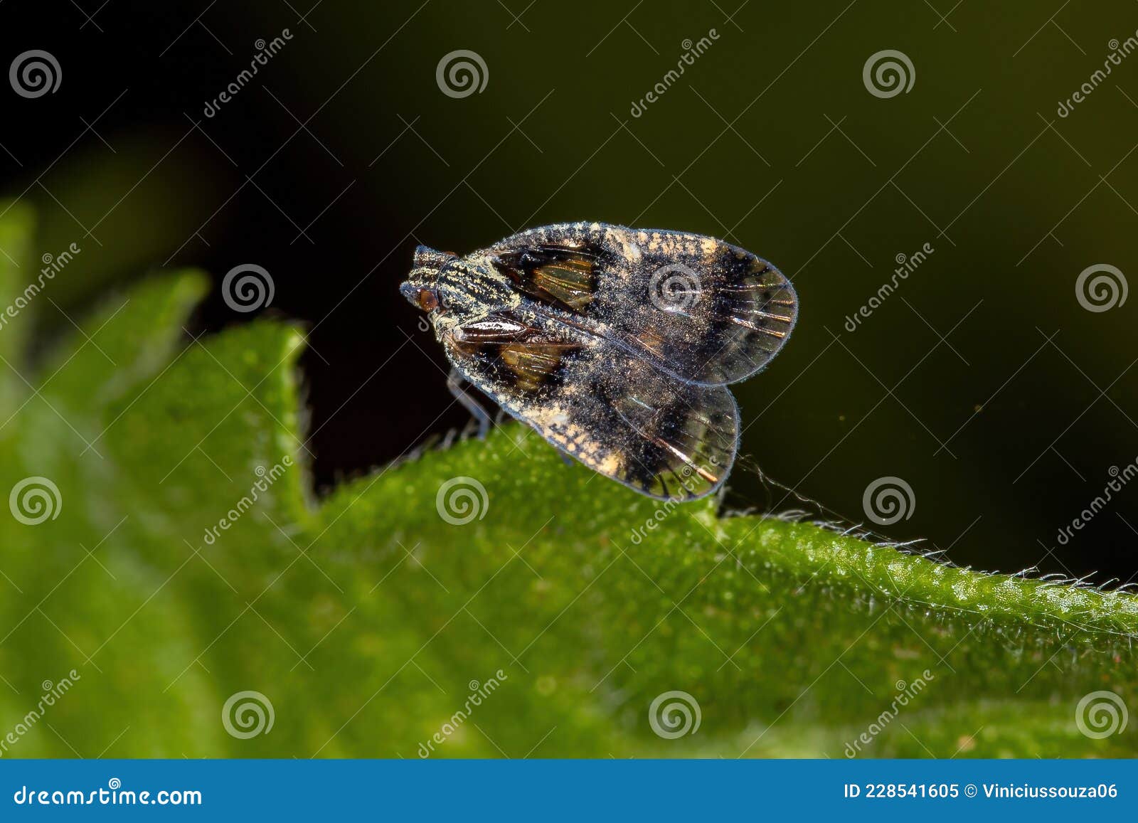 Adult Small Planthopper stock image. Image of auchenorrhyncha - 228541605