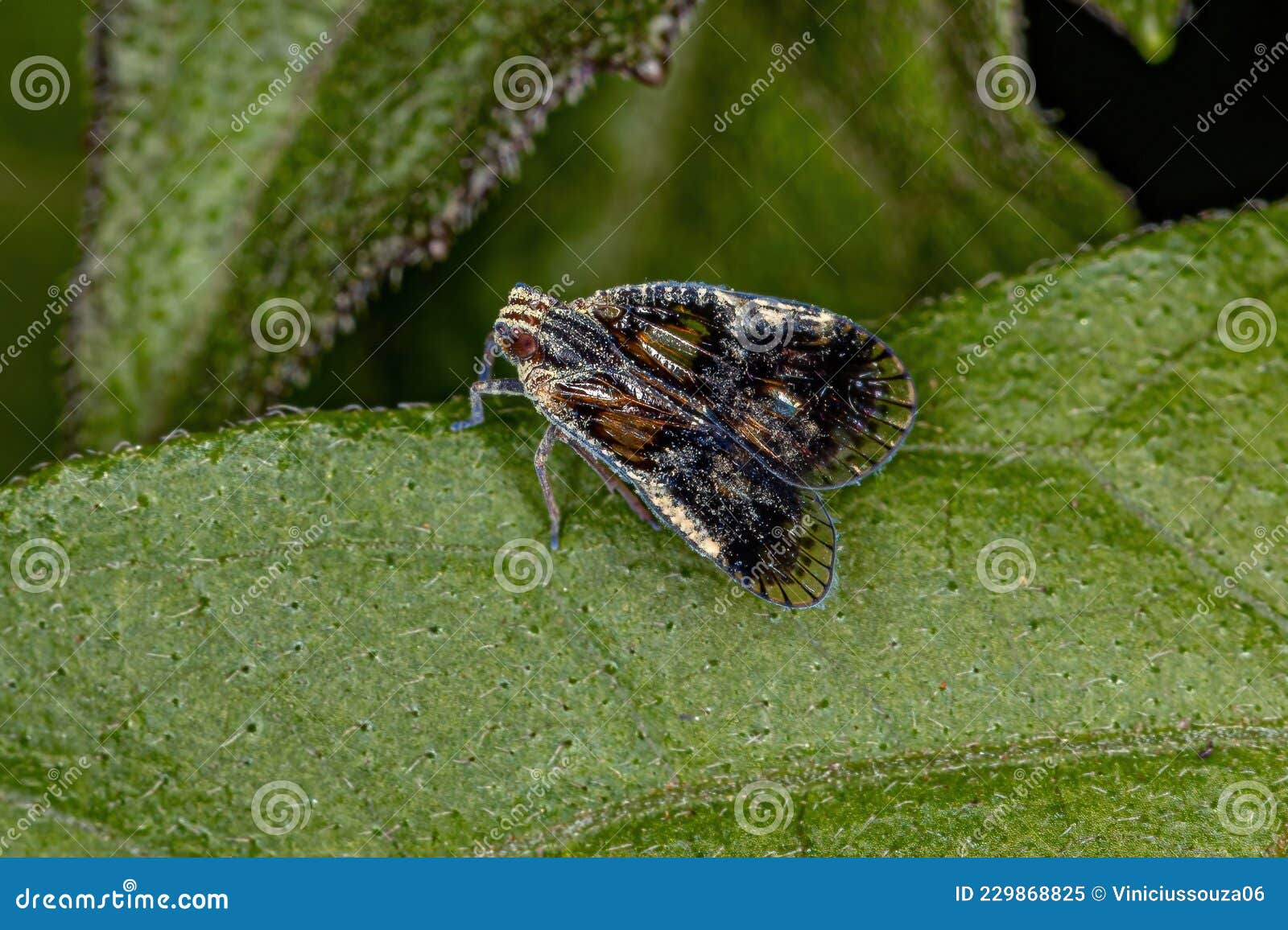 Adult Small Planthopper stock image. Image of detail - 229868825