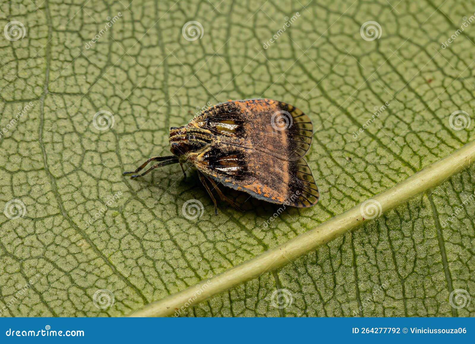 Adult Small Planthopper stock photo. Image of arthropod - 264277792
