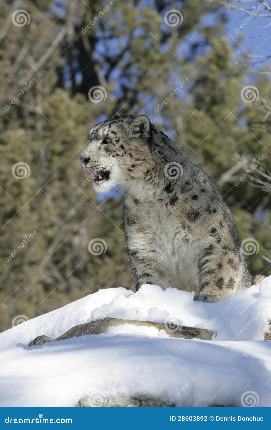 Adult Snow Leopard stock photo. Image of mammal, snow - 28603892