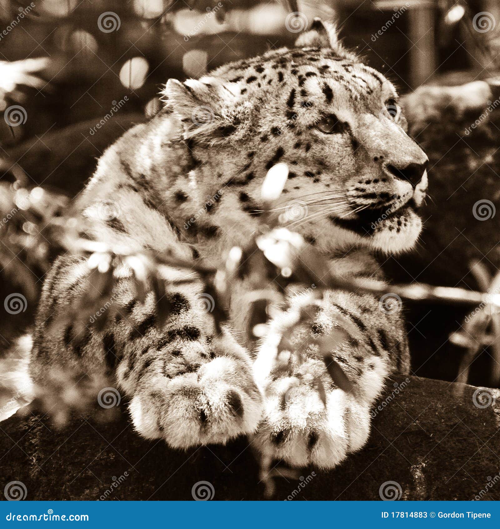 Adult Snow Leopard Resting on Rock Stock Image - Image of watching ...