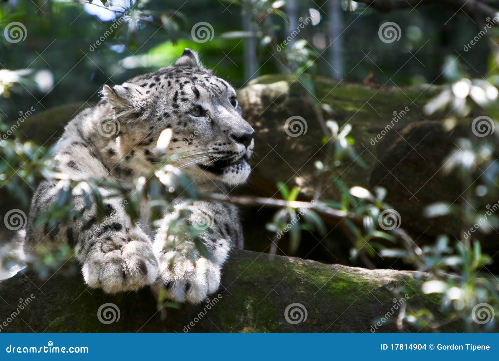 Adult Snow Leopard Resting on Rock Stock Photo - Image of predator ...