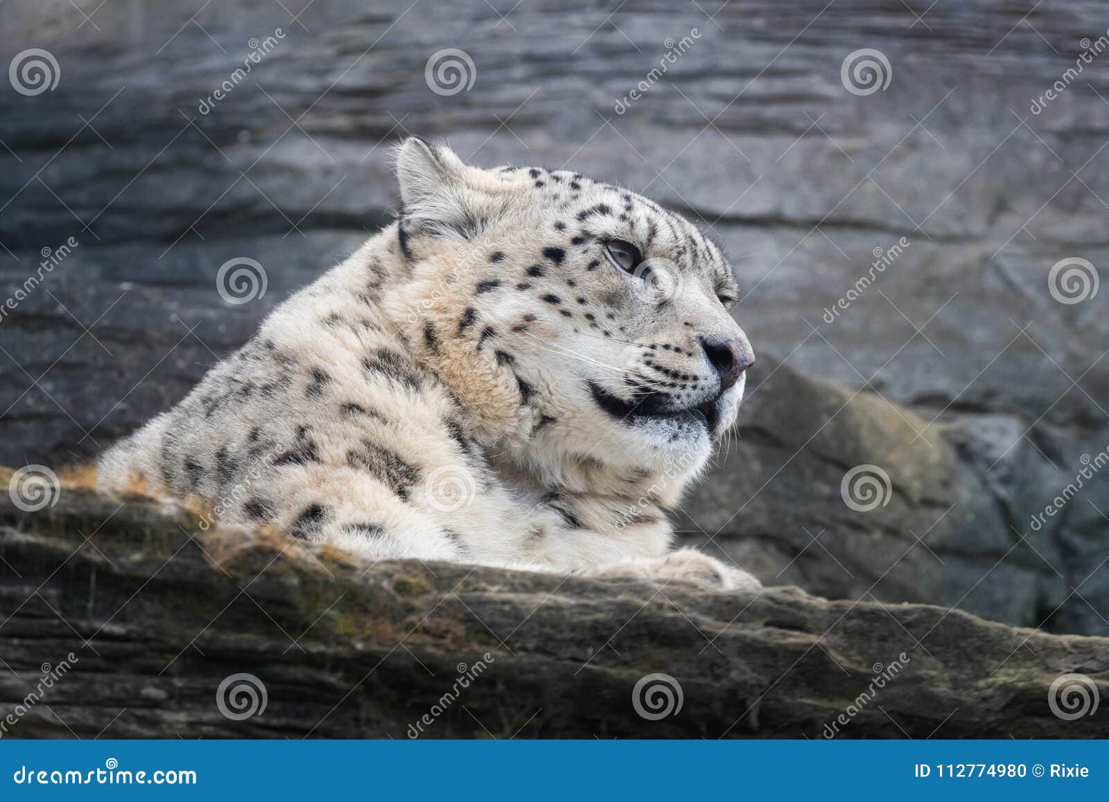 Adult Snow Leopard on Rocky Ledge Stock Photo - Image of rocky, black ...