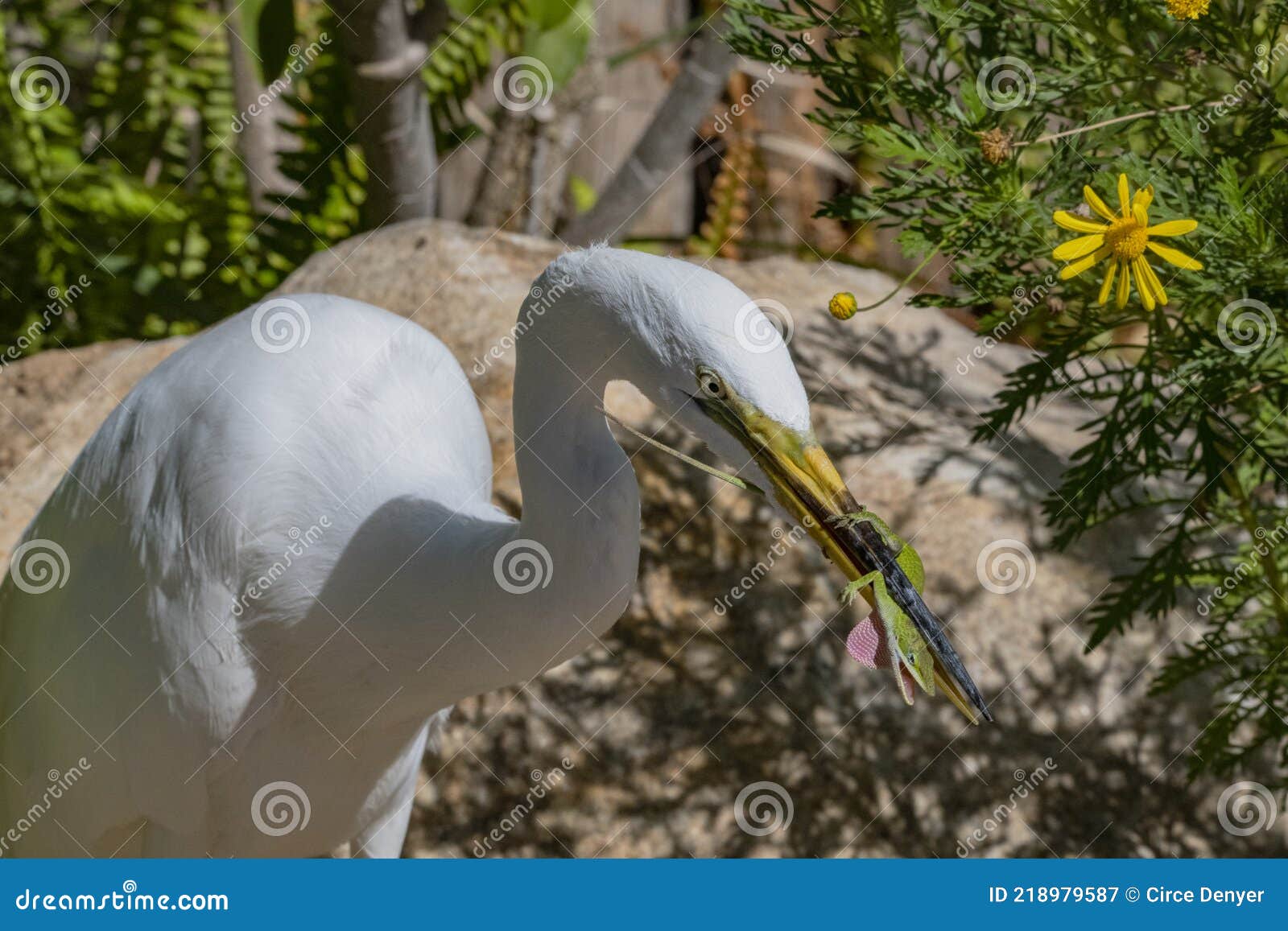 Adult Snowy Egret Captures A Green Anole Lizard Showing An Inflated Red Dewlap Stock Image