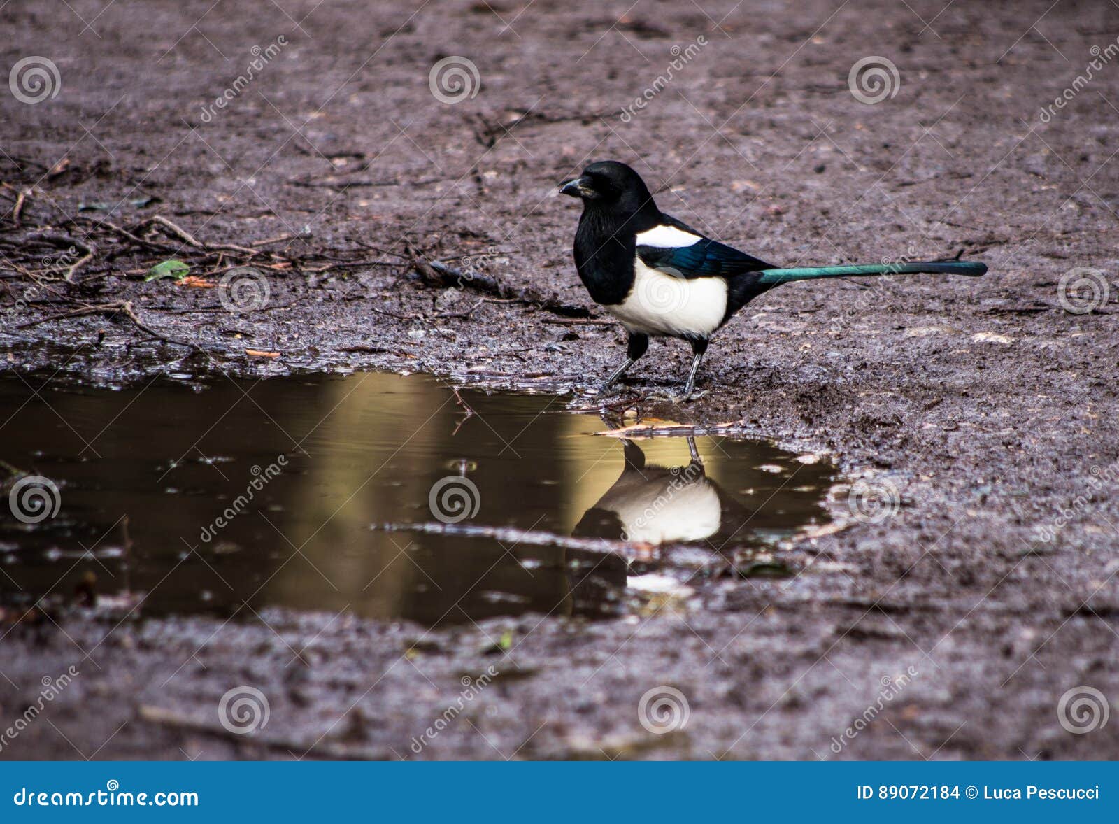 An Adult Specimen of Magpie Stock Photo - Image of white, mirror: 89072184