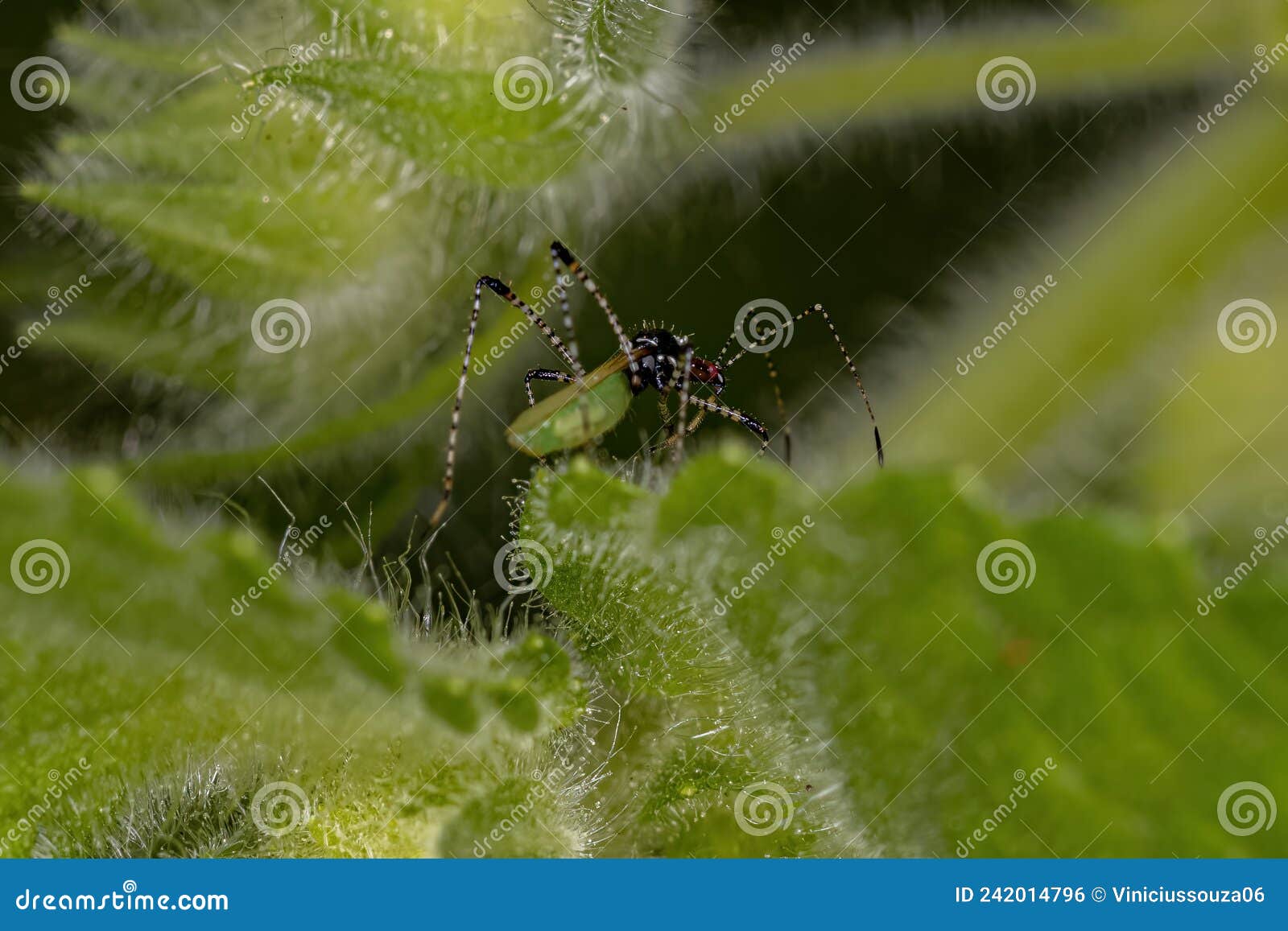 Adult Stilt Bug stock photo. Image of insects, lygaeoidea - 242014796