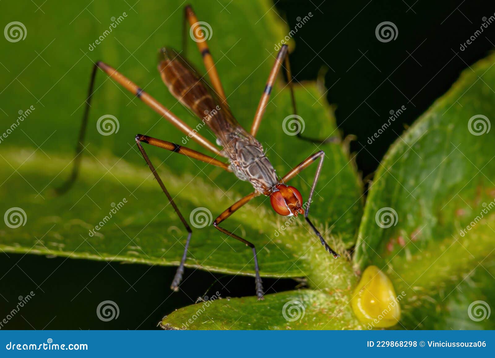 Adult Stilt-legged Fly stock photo. Image of stilt, wild - 229868298