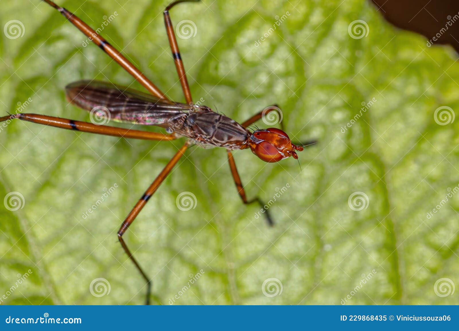Adult Stilt-legged Fly stock image. Image of micropezid - 229868435