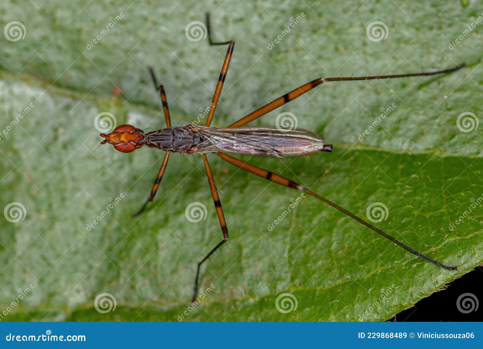 Adult Stilt-legged Fly stock image. Image of fauna, entomology - 229868489