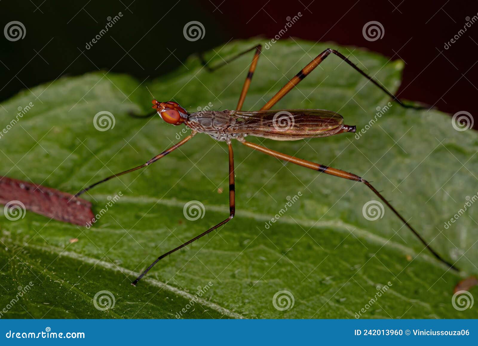 Adult Stilt-legged Fly stock photo. Image of micropezidae - 242013960