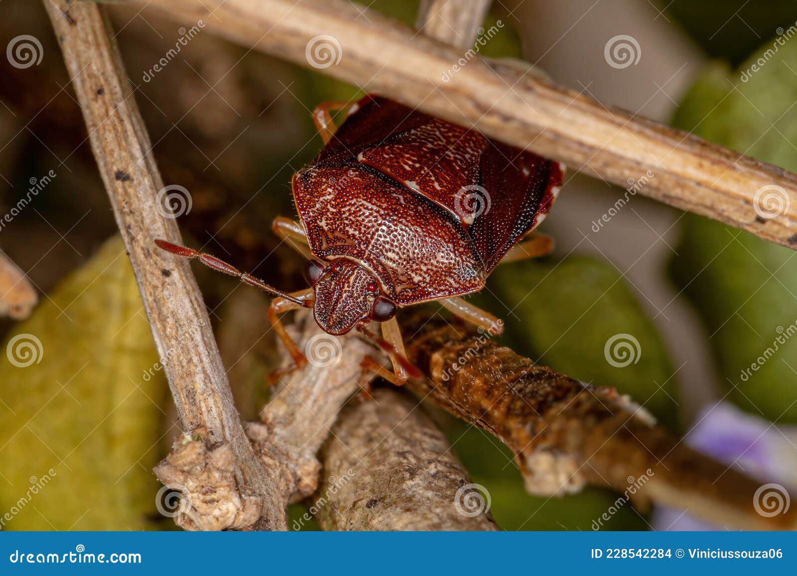 Adult Stink bug stock photo. Image of detail, invertebrate - 228542284