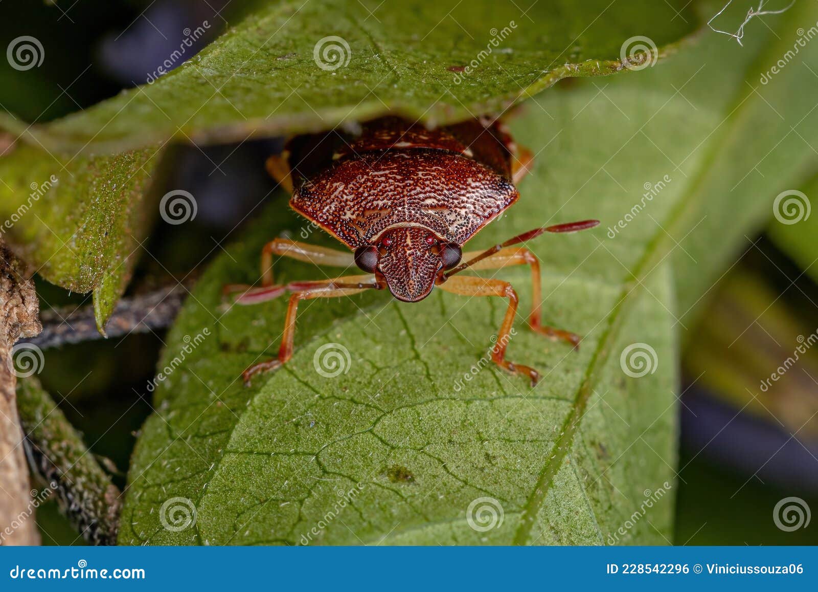 Adult Stink bug stock photo. Image of fauna, insects - 228542296
