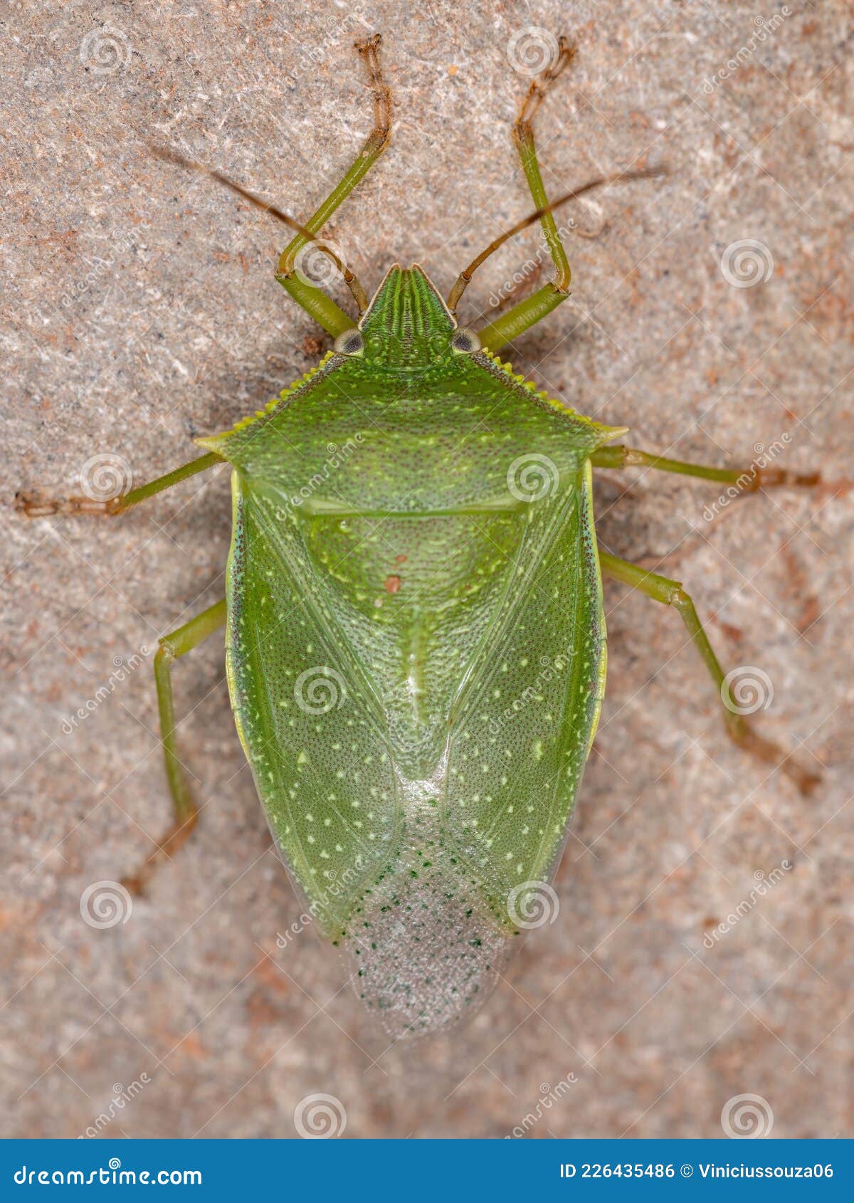 Adult Stink Bug stock photo. Image of detail, animal - 226435486