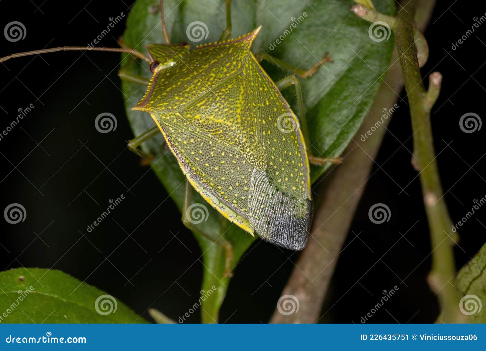 Adult Stink Bug stock image. Image of entomology, pest - 226435751