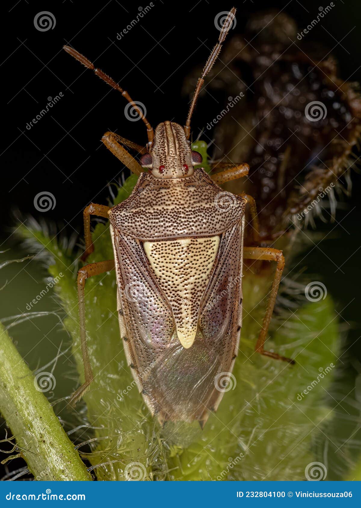Adult Stink Bug stock photo. Image of pentatomomorpha - 232804100