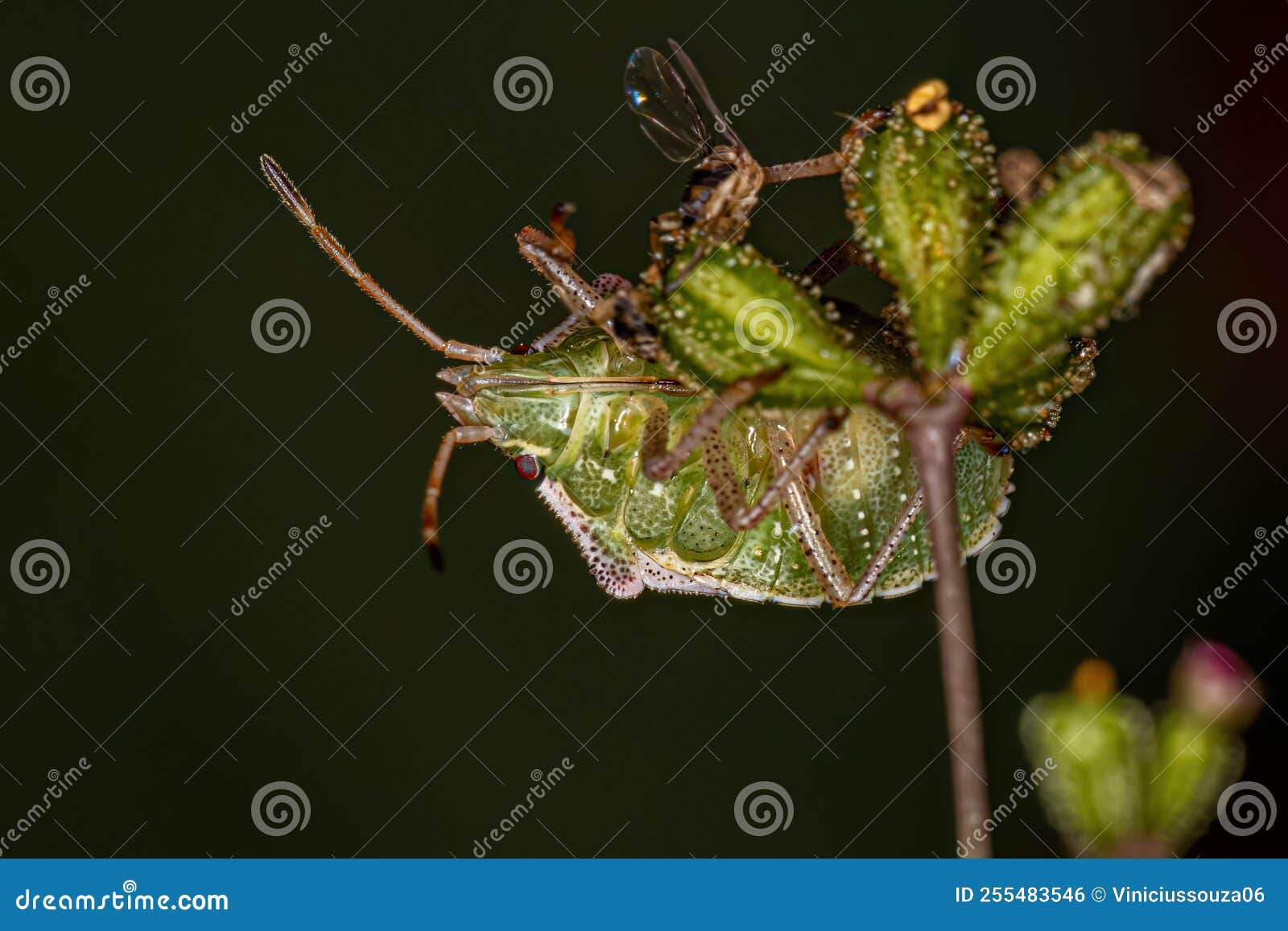 Adult Stink Bug stock photo. Image of adult, heteroptera - 255483546
