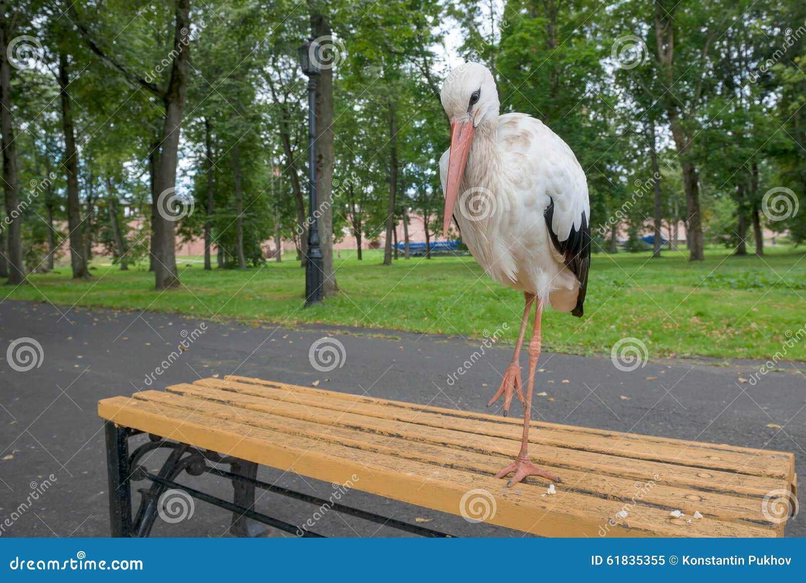 Adult stork stock image. Image of avian, beautiful, feather - 61835355