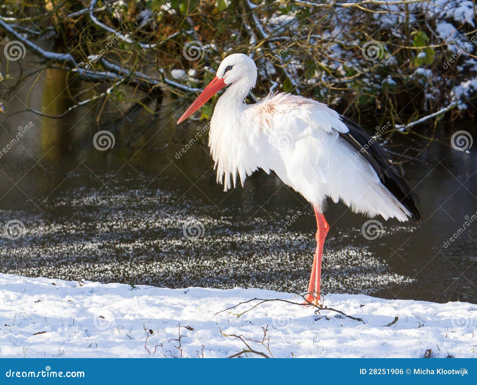 Adult Stork Standing in the Snow Stock Photo - Image of graceful, bird ...