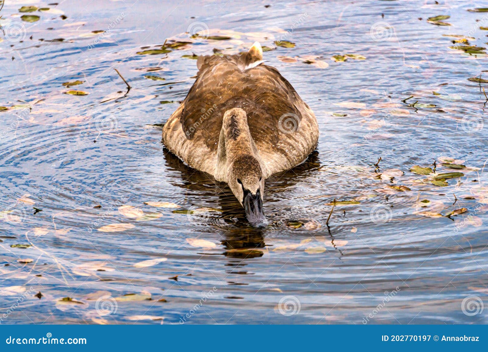 An Adult Swan Chick without White Feathers Stock Image - Image of ugly ...