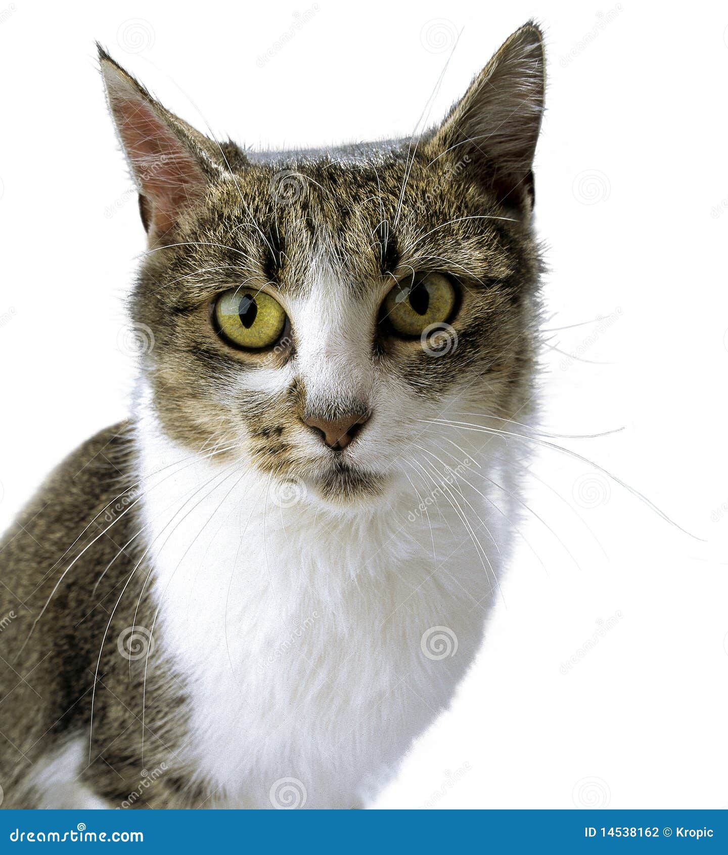 Adult tabby cat stock photo. Image of cute, looking, lovable - 14538162