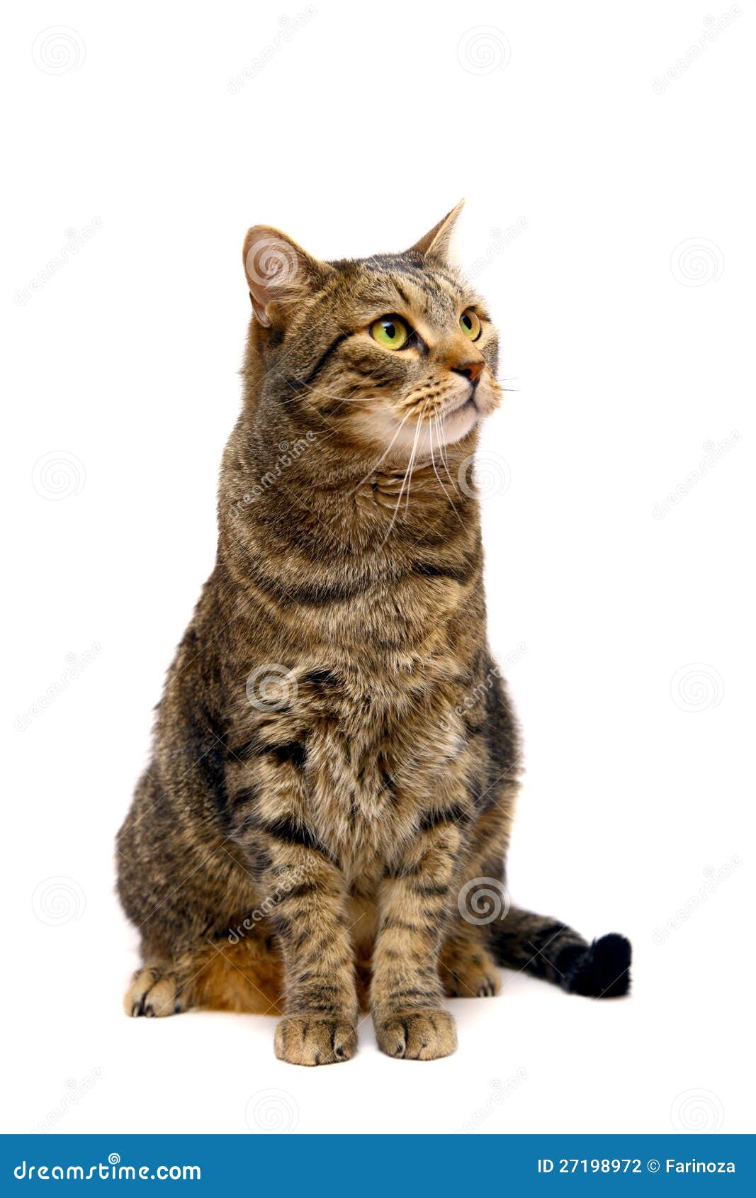 Adult tabby cat on white stock photo. Image of dark, indoors - 27198972