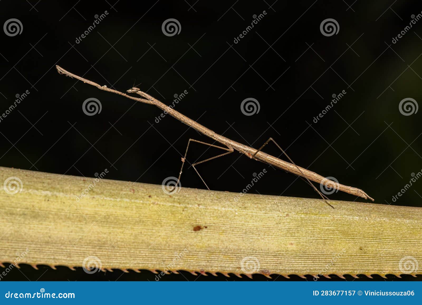 Adult Thespid Mantis stock image. Image of brown, entomology - 283677157