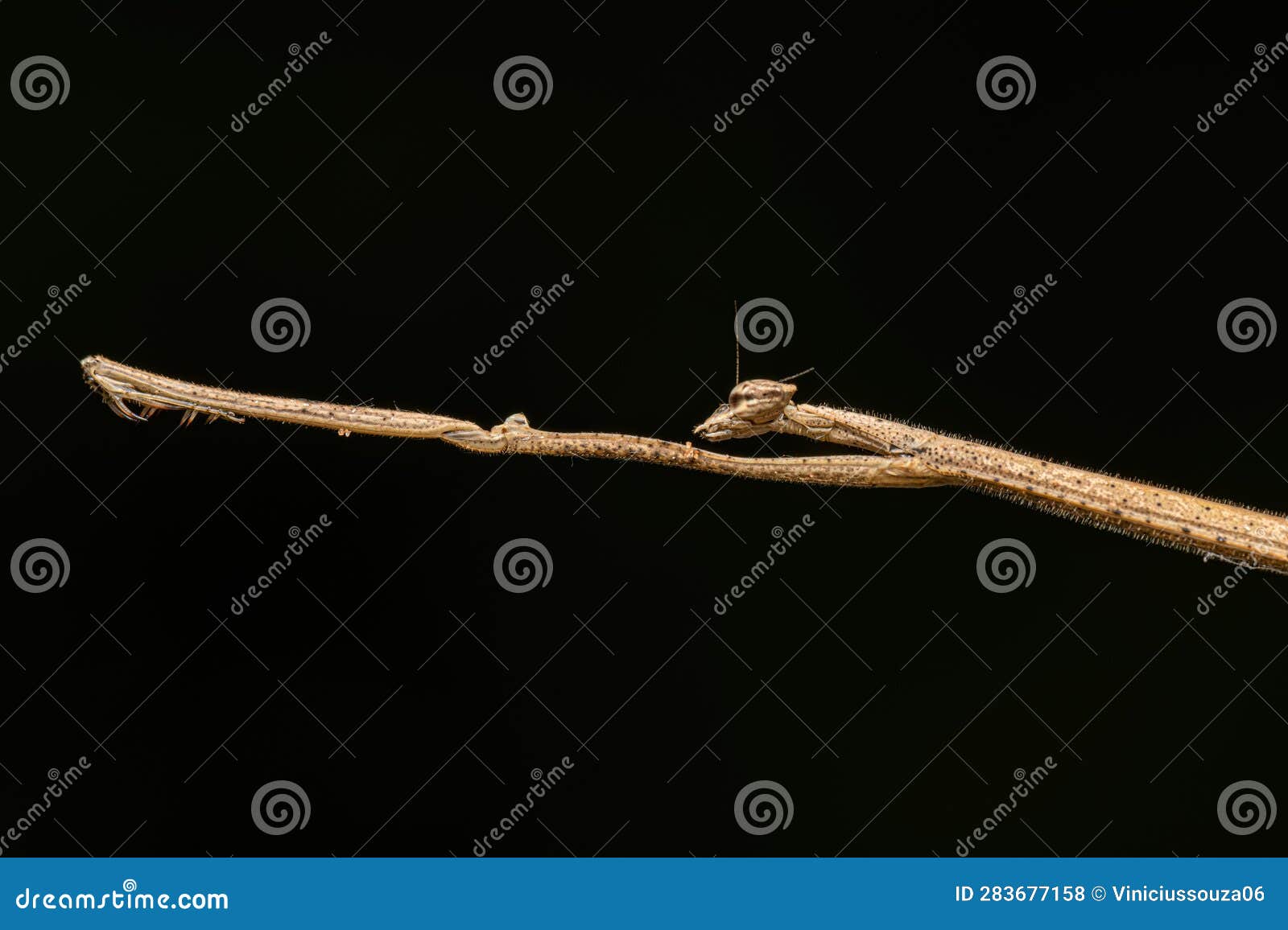 Adult Thespid Mantis stock photo. Image of mantoididae - 283677158