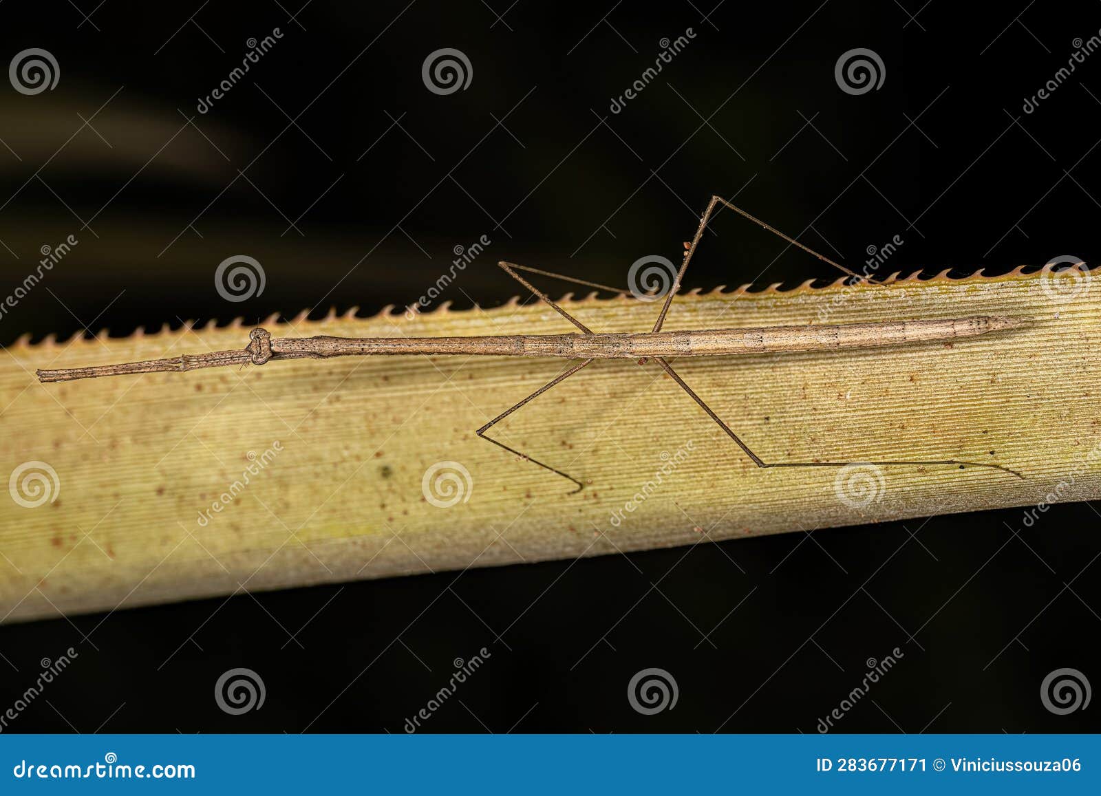 Adult Thespid Mantis stock image. Image of thespinae - 283677171