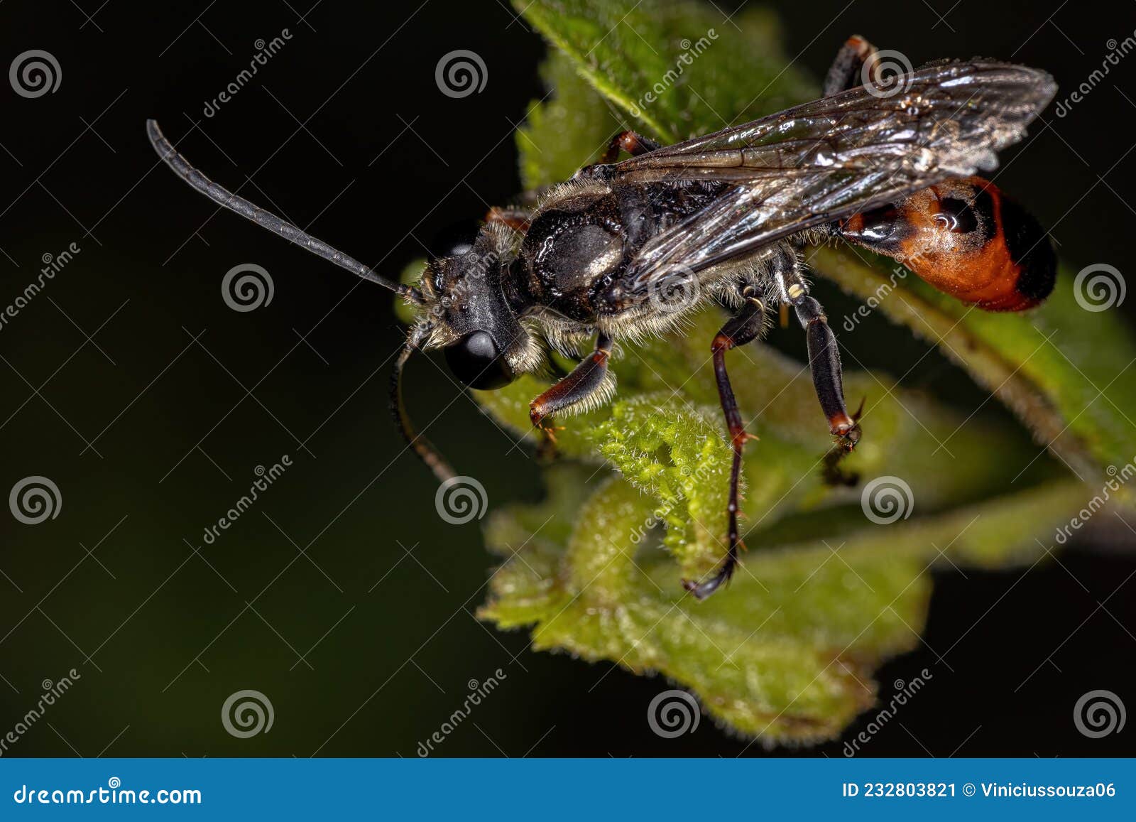 Adult Thread-waisted Wasp stock image. Image of biology - 232803821