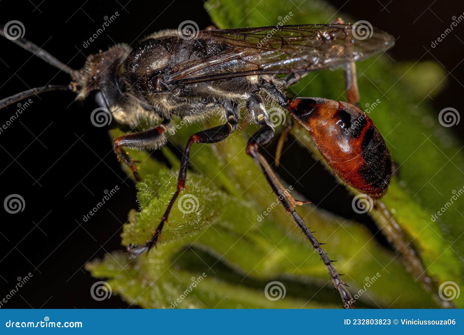 Adult Thread-waisted Wasp stock image. Image of insect - 232803823