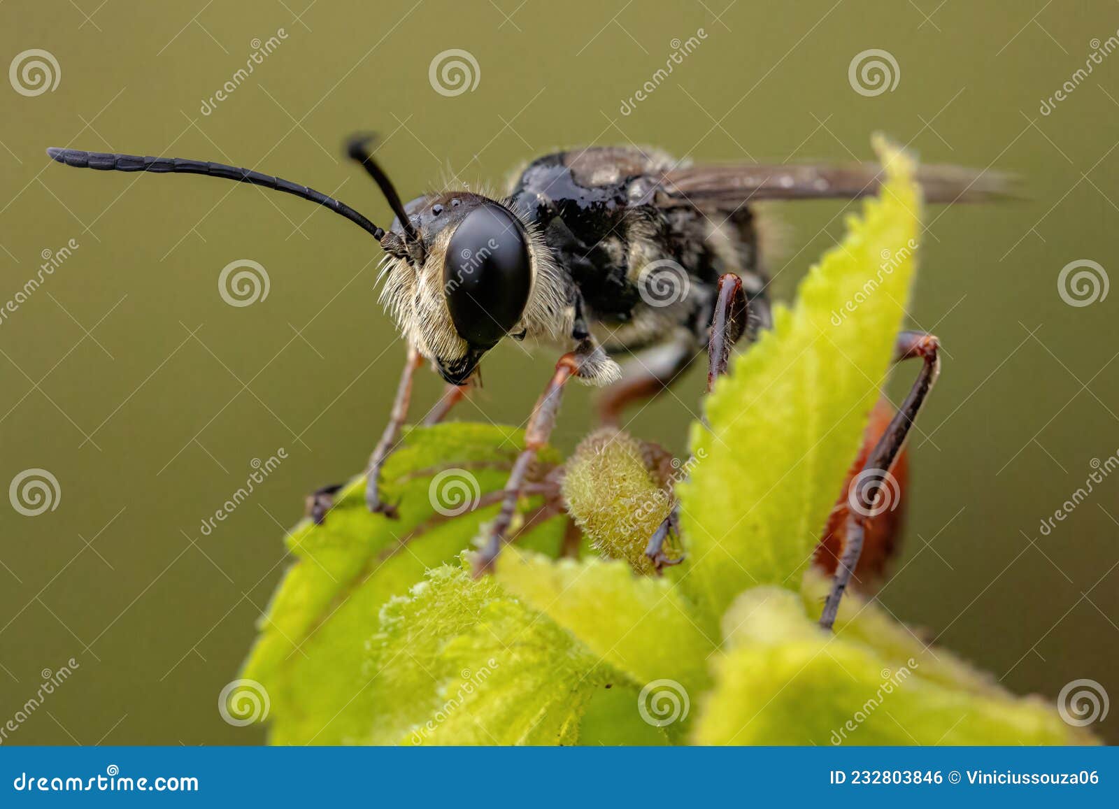 Adult Thread-waisted Wasp stock photo. Image of small - 232803846