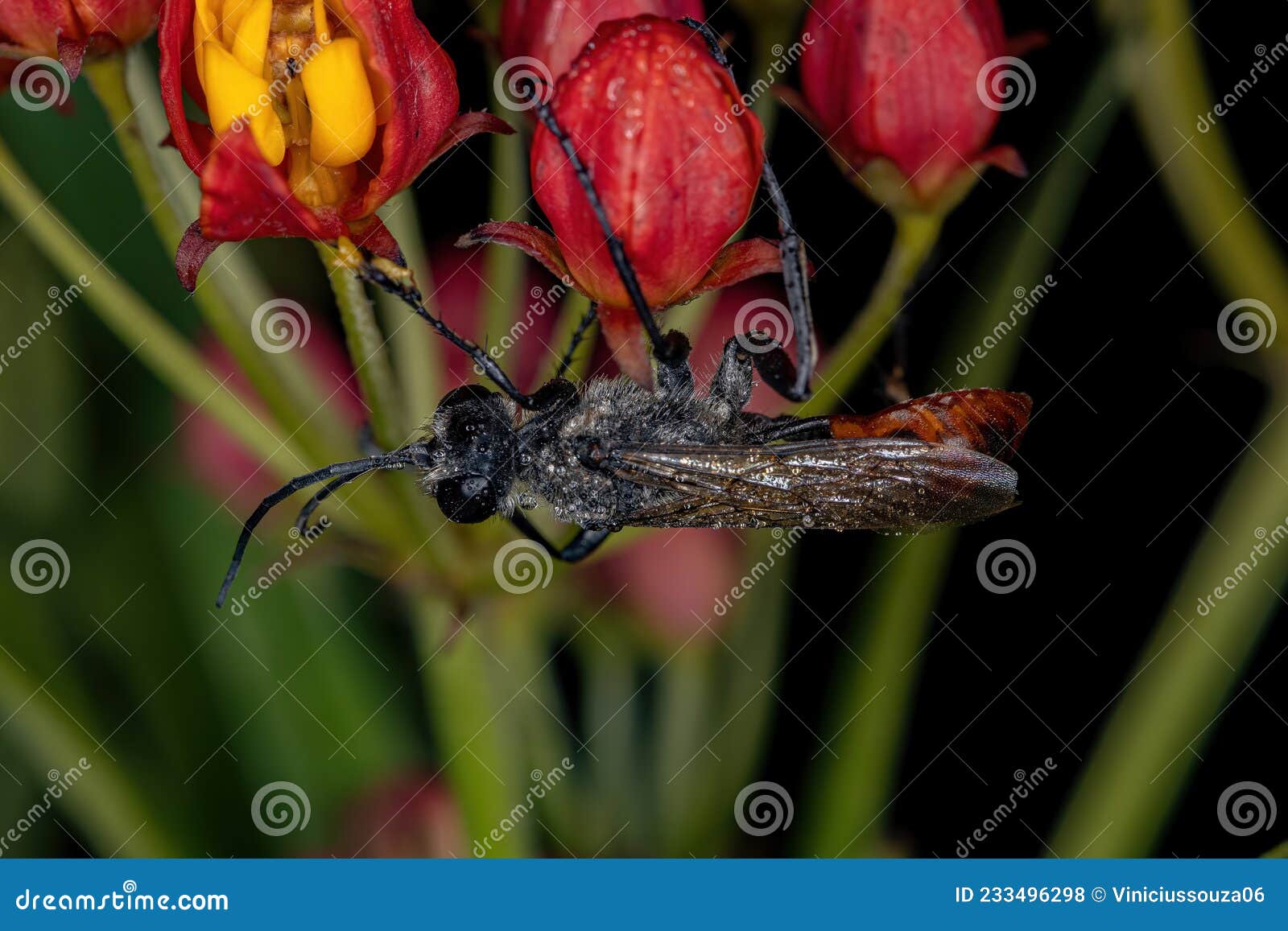Adult Thread-waisted Wasp stock photo. Image of wasps - 233496298