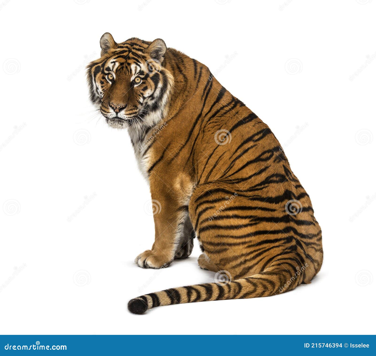 Adult Tiger isolated stock photo. Image of wild, sitting - 215746394