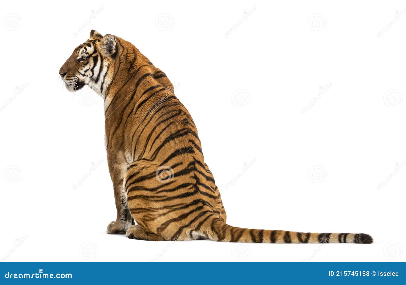Adult Tiger isolated stock photo. Image of looking, isolated - 215745188