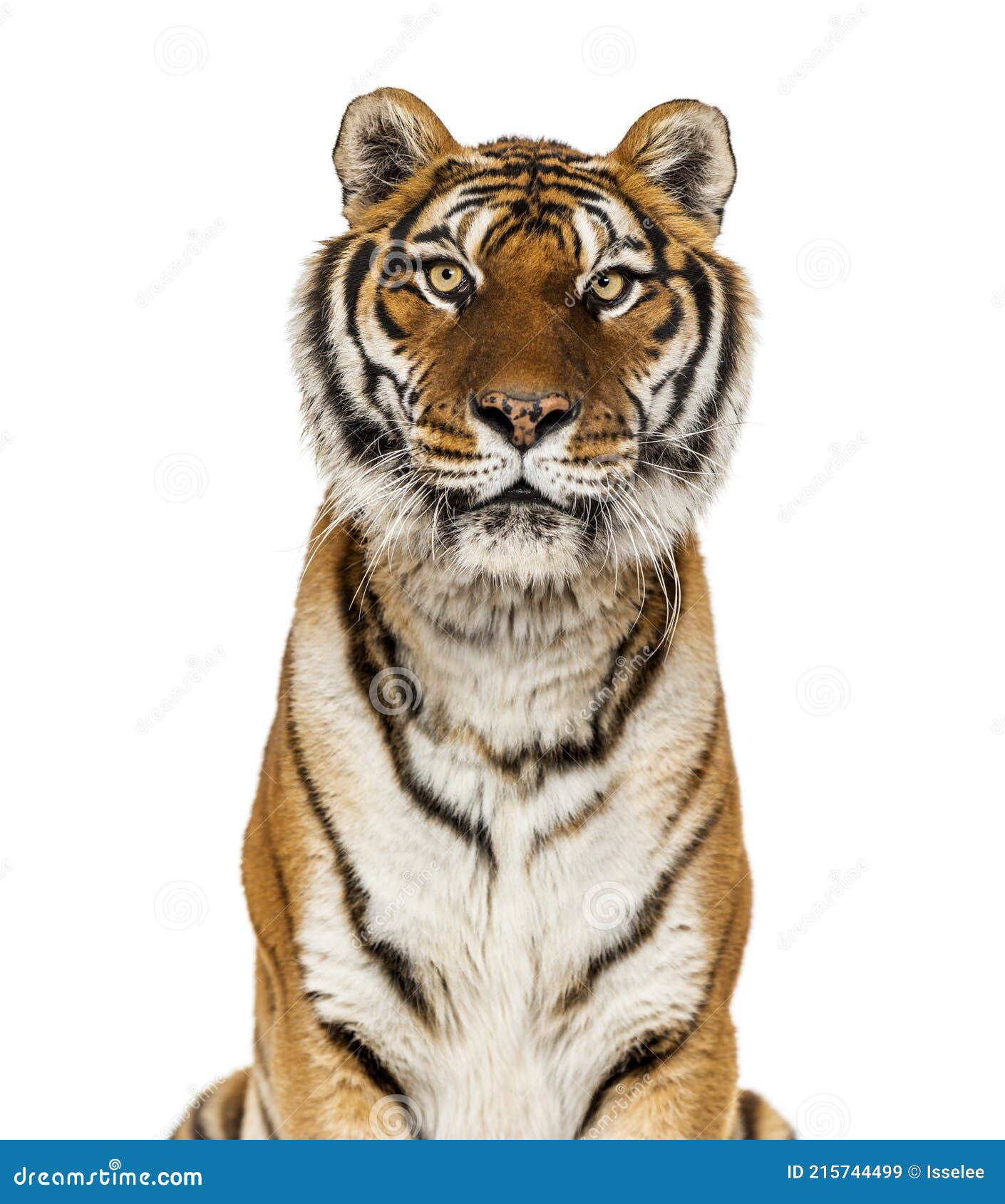 203 Tiger Facing Camera Stock Photos - Free & Royalty-Free Stock Photos ...