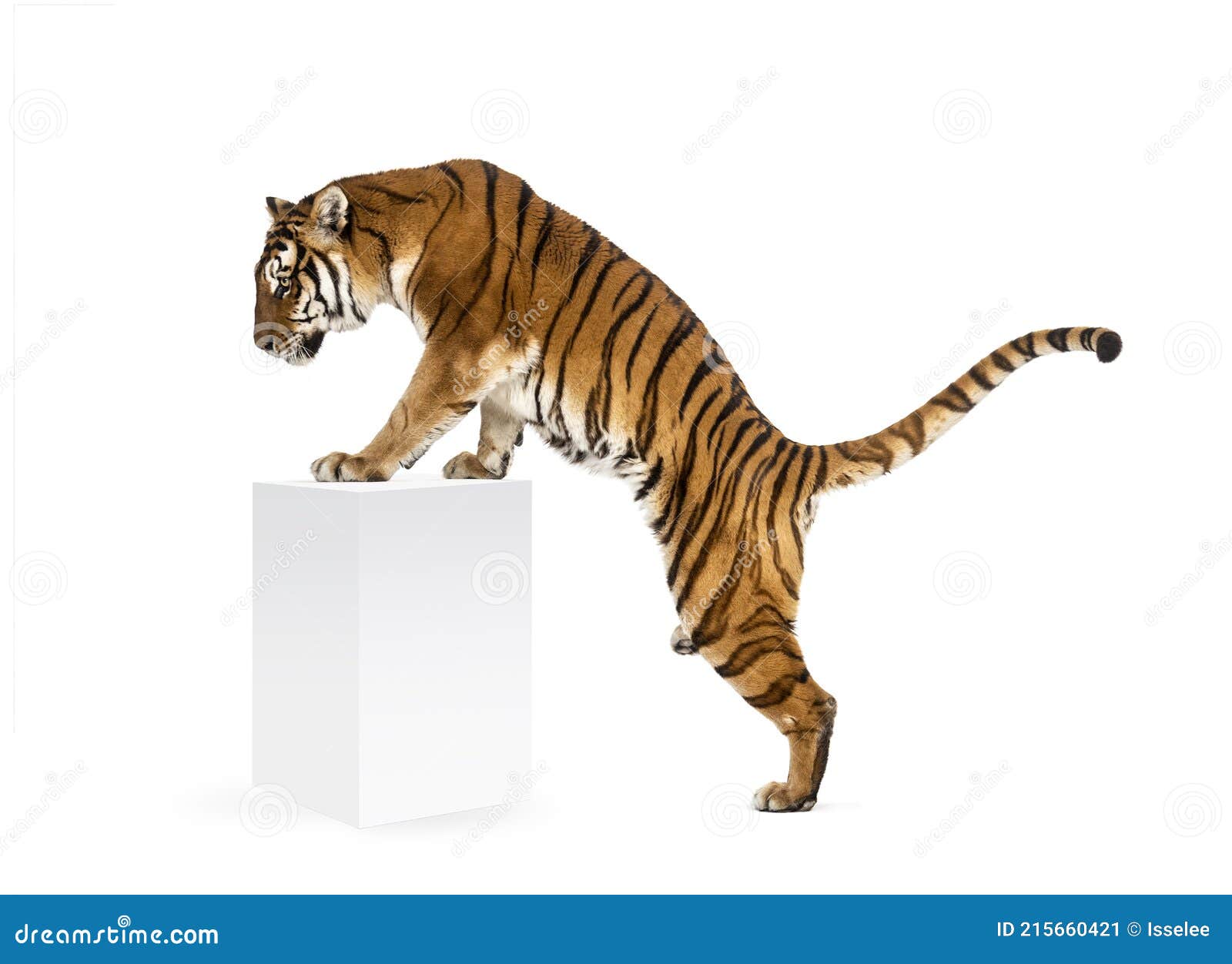 Adult Tiger isolated stock image. Image of animal, background - 215660421