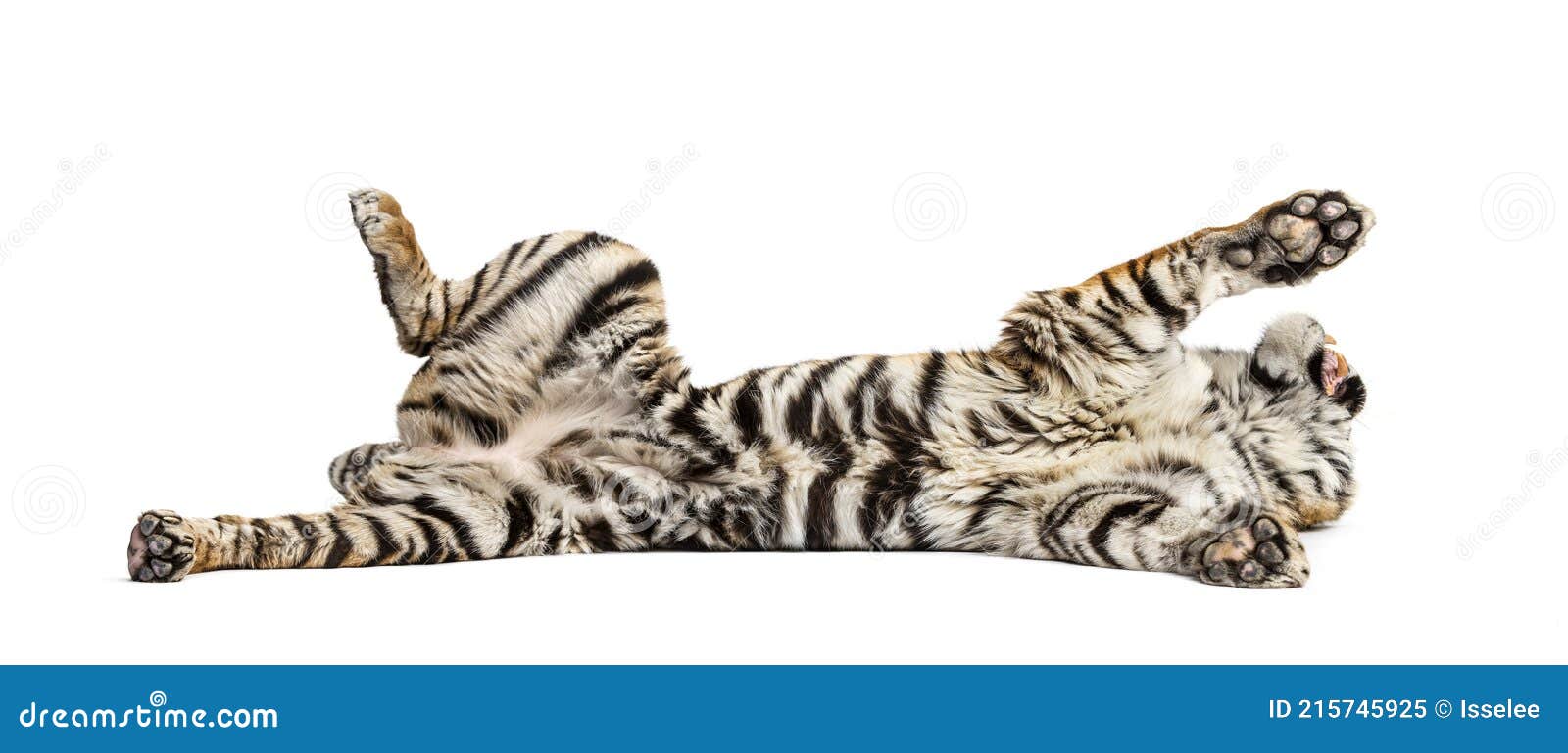 Adult Tiger isolated stock image. Image of back, shot - 215745925