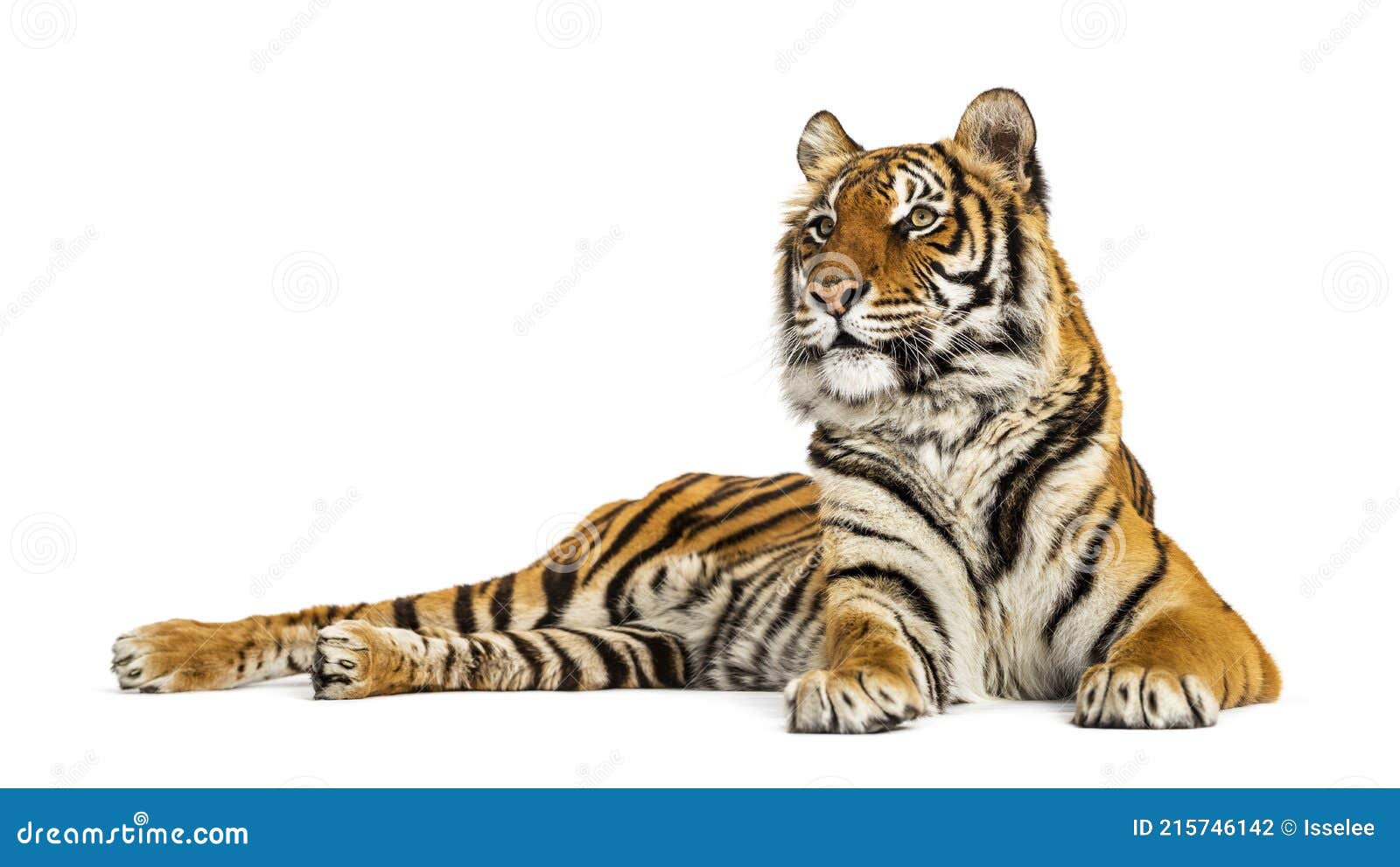 Adult Tiger isolated stock photo. Image of people, panthera - 215746142